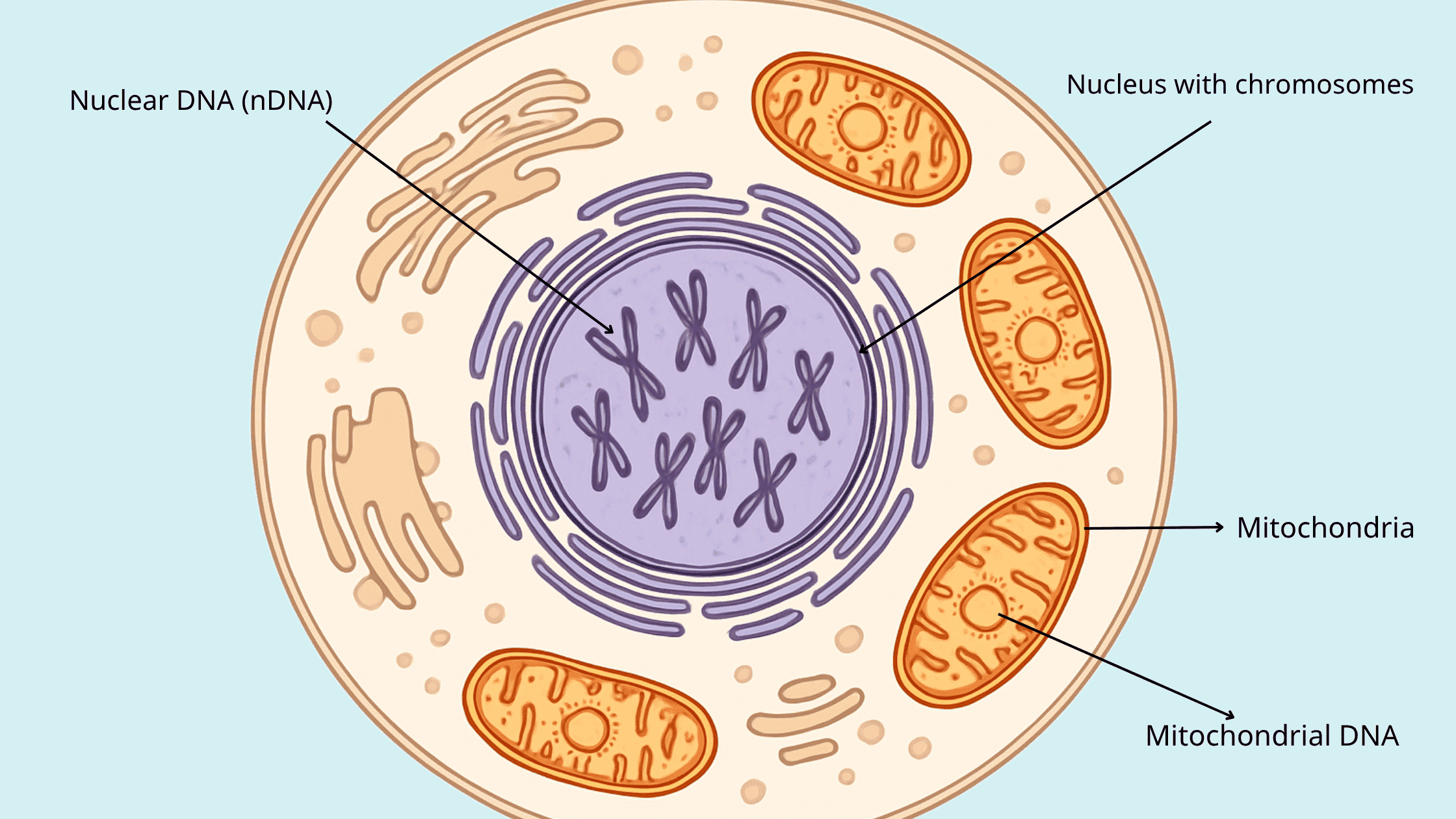 Forensic Genetics Unveiled: mtDNA vs. Nuclear DNA Explained