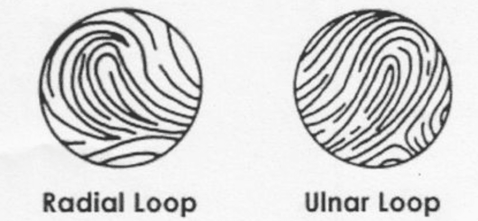 Unveiling the Three Main Fingerprint Patterns in Forensics